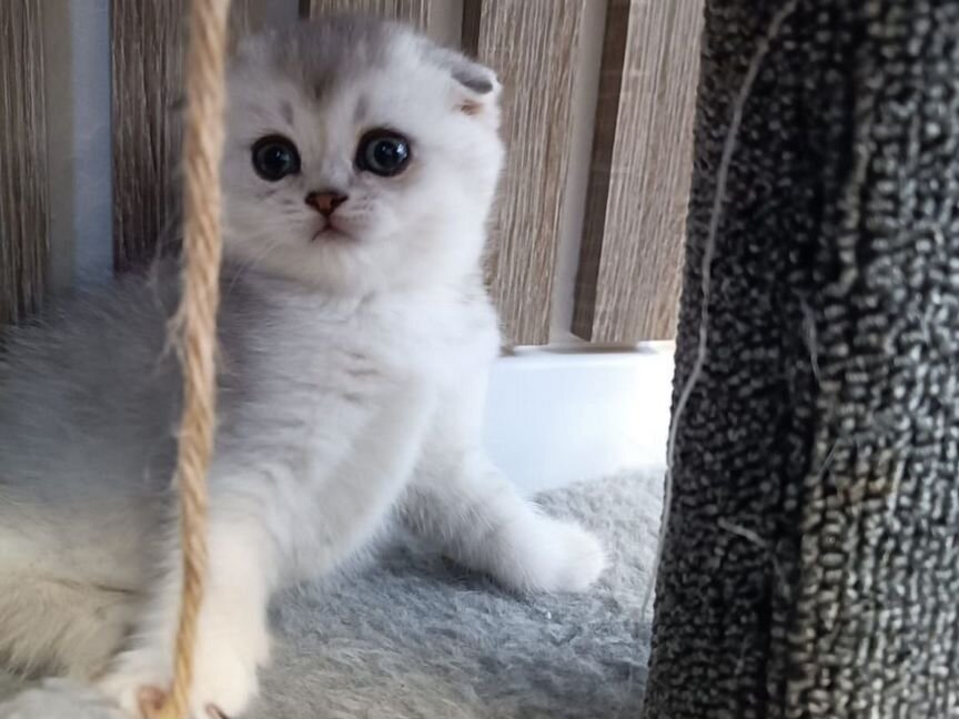 Котенок Британской серебристой шиншиллы