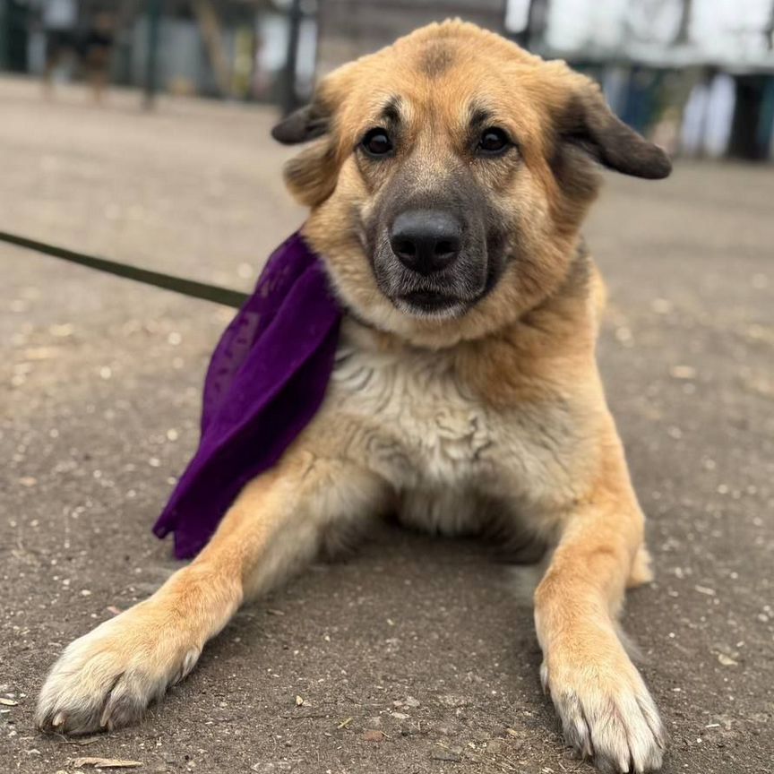 Взрослая собака в добрые руки