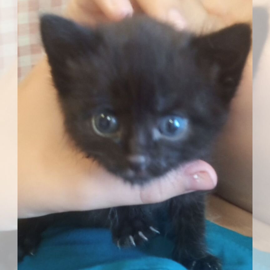 Котята в добрые руки даром бесплатно