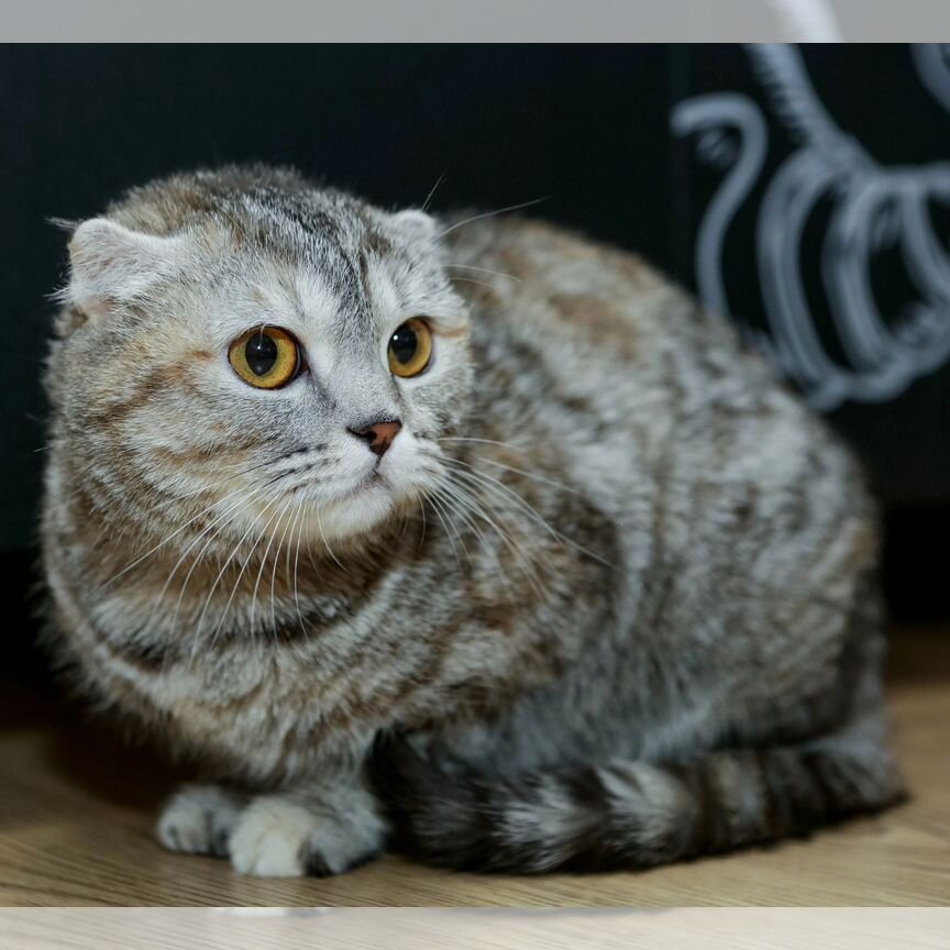 Котенок в добрые ручки