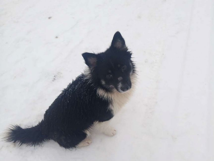 Собака дворняжка