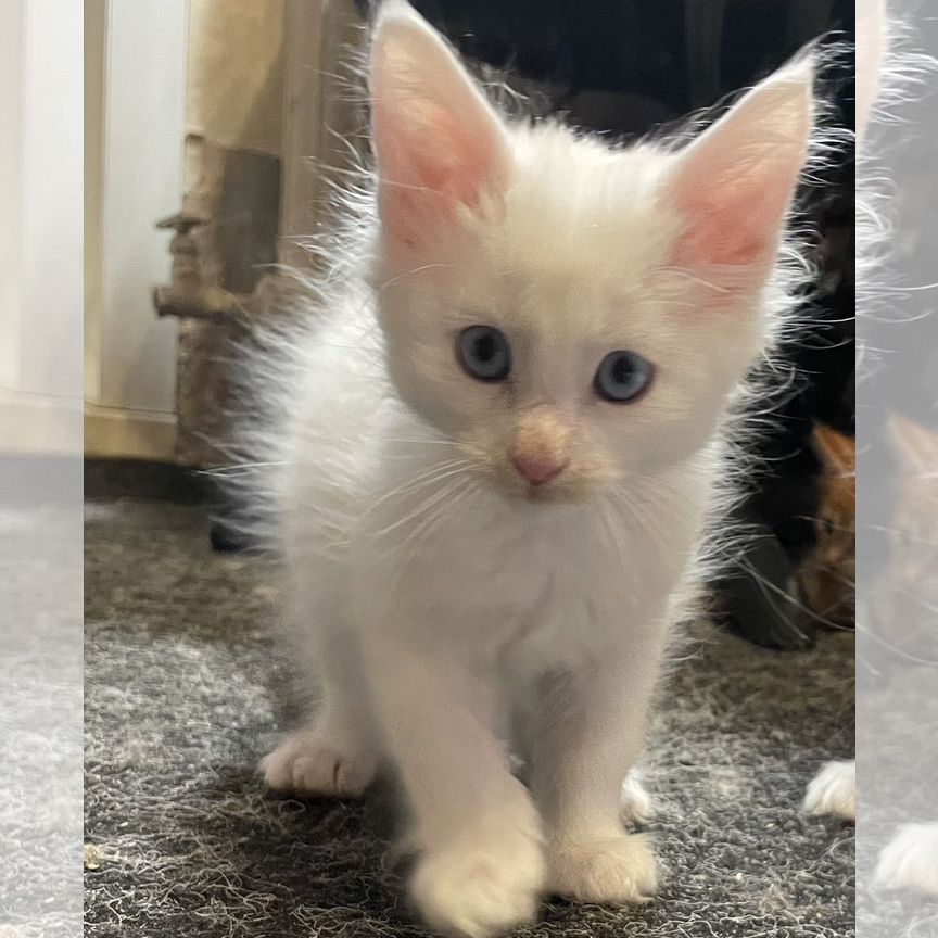 Мейн-кун котёнок