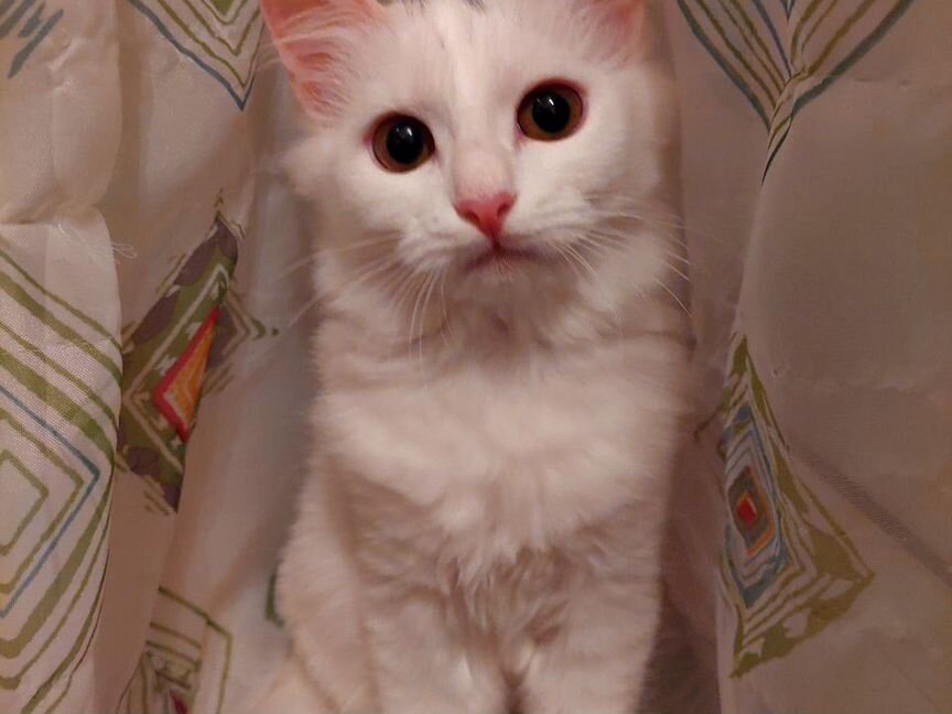 Котята (девочки) в добрые руки