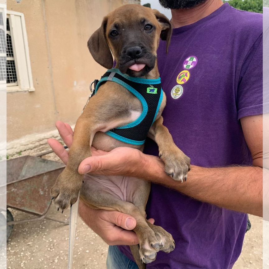 Боксер, щенок