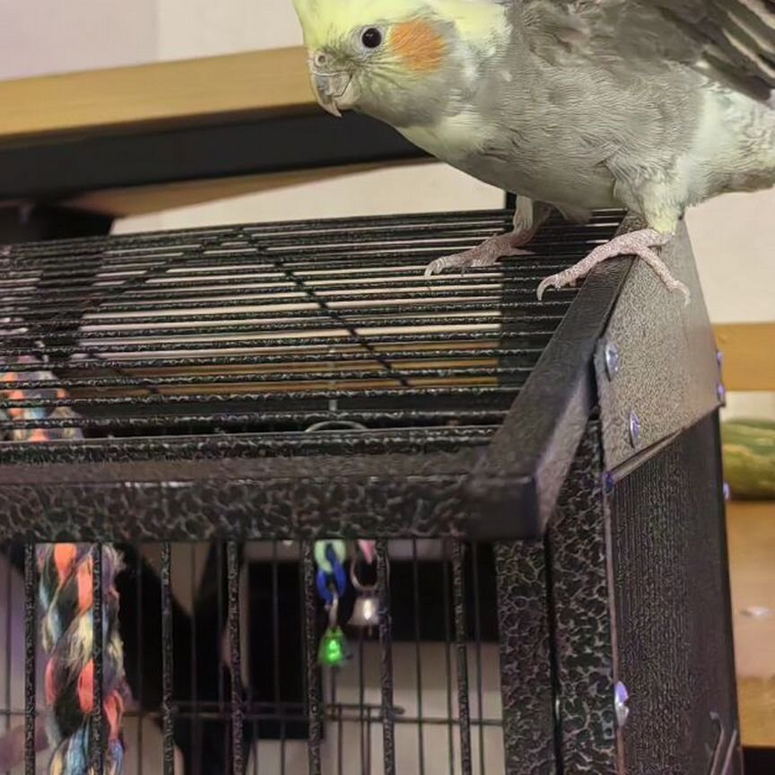 Попугай корелла девочка