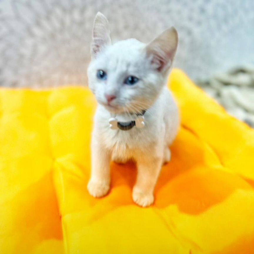 Британский котенок