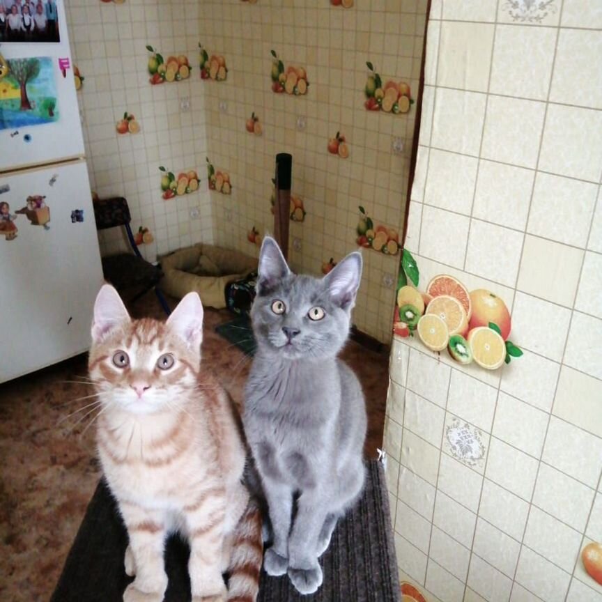 Мейн-кун (Метиска)