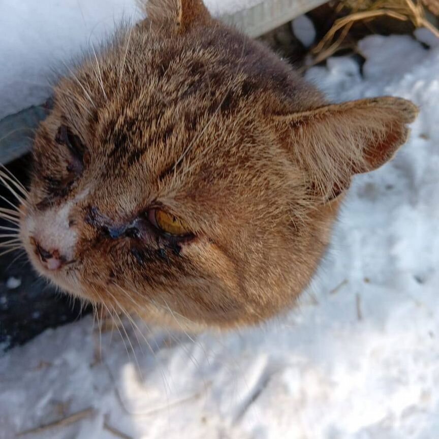 Котик болен.Нужен куратор пока он жив