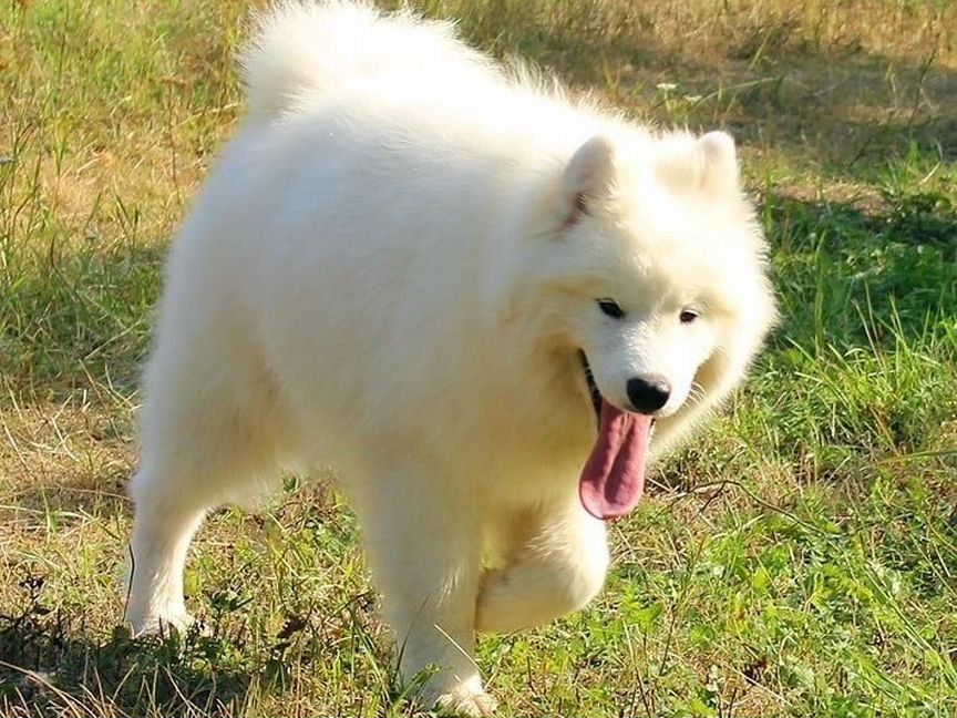 Самоедская лайка