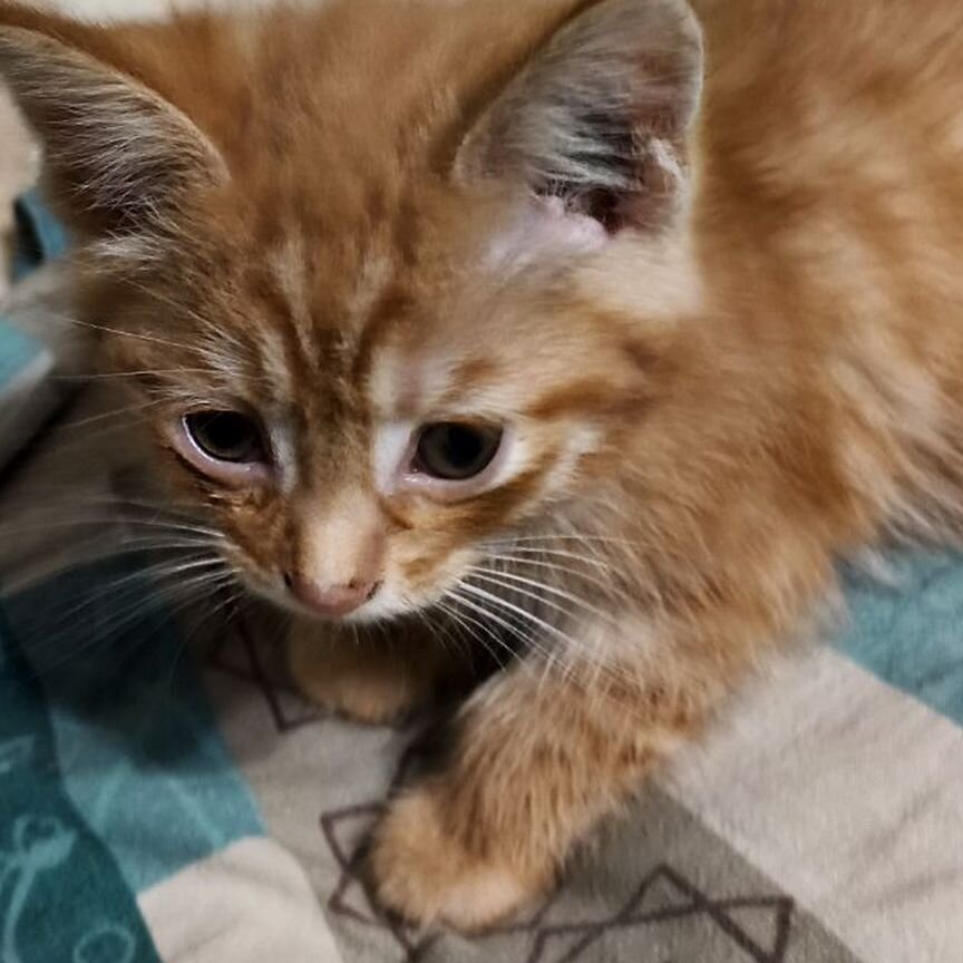 Котёнок в добрые руки