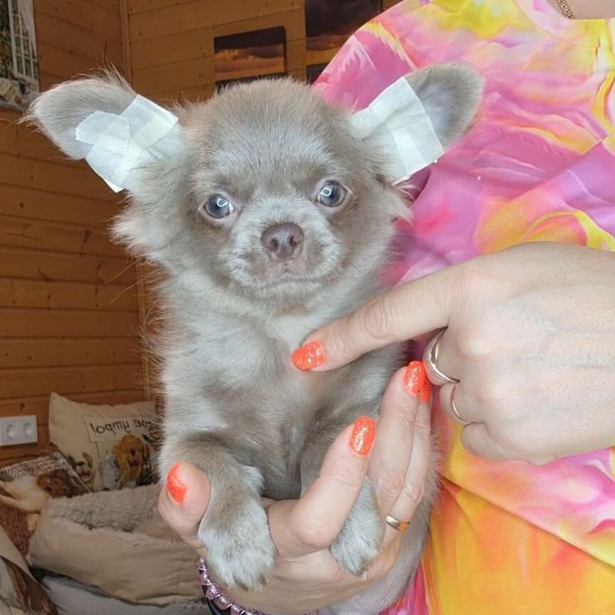 Чихуахуа шикарный чегевара лиловый длинношерстный