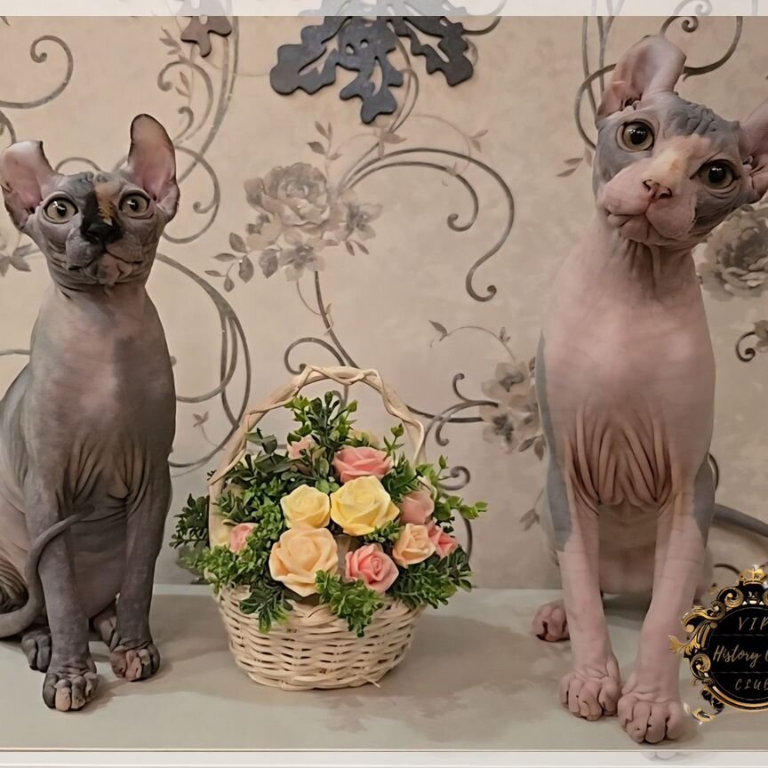 Канадский сфинкс котёнок