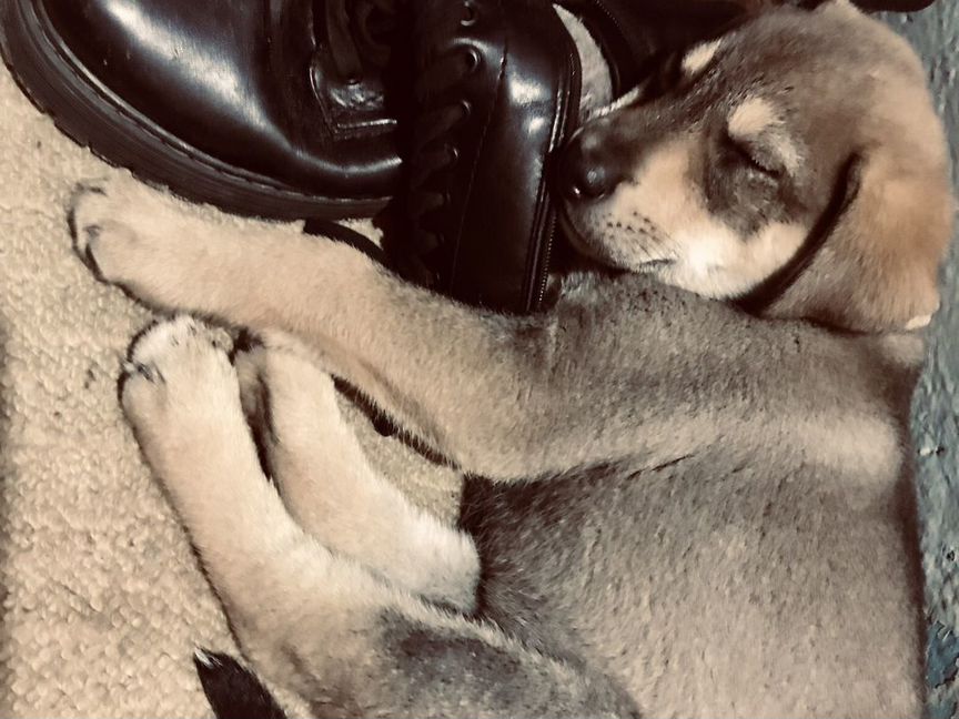 Русская гончая, щенок