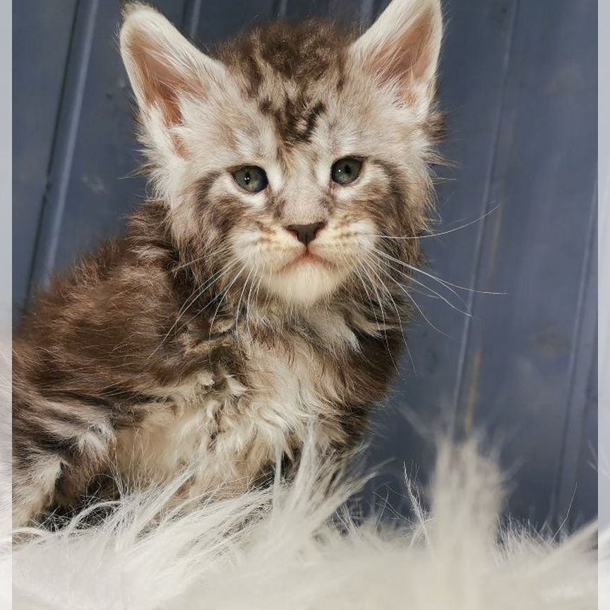 Мейн-кун котёнок