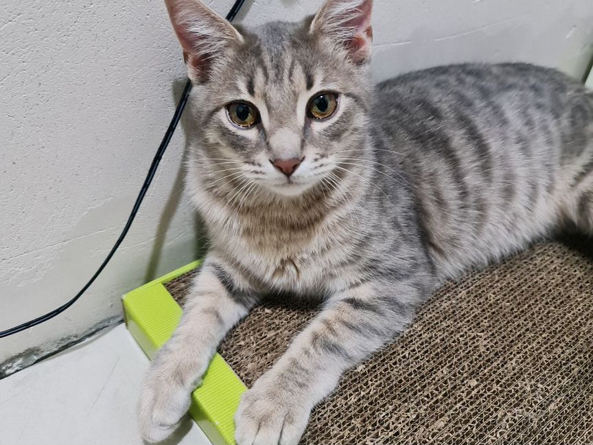 Котенек в добрые руки