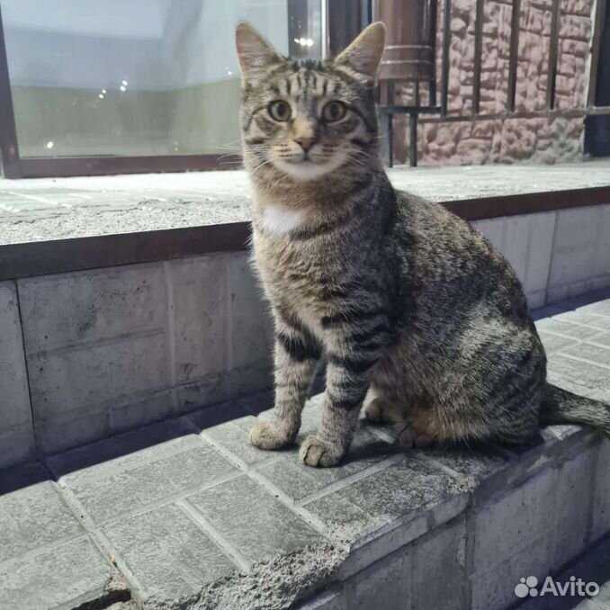 На улице пропадает ласковый котейка