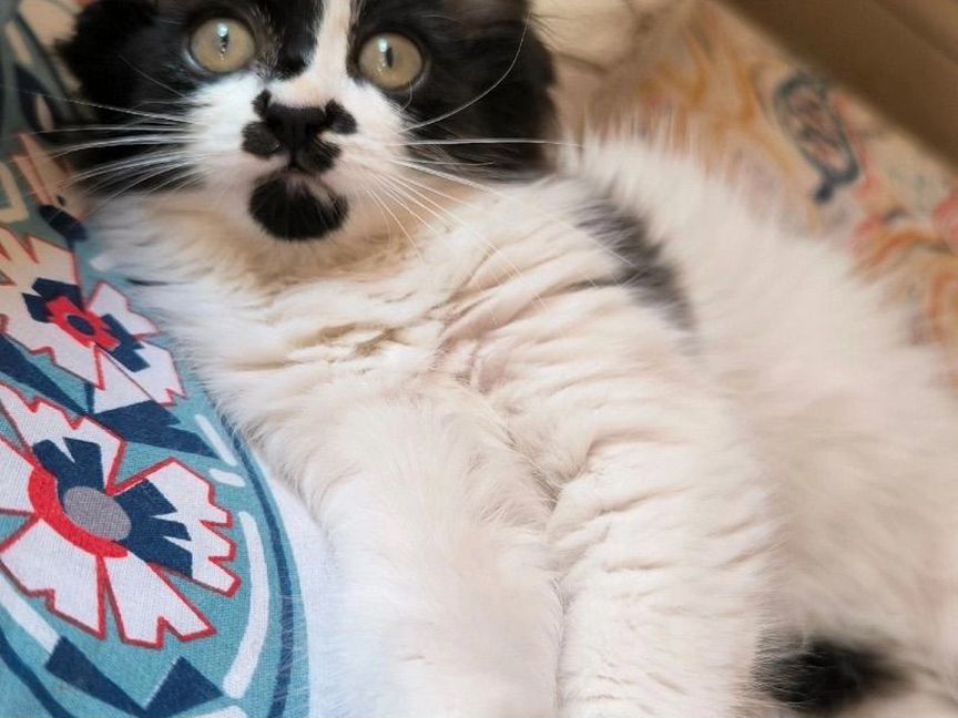 Котенок девочка 3 мес