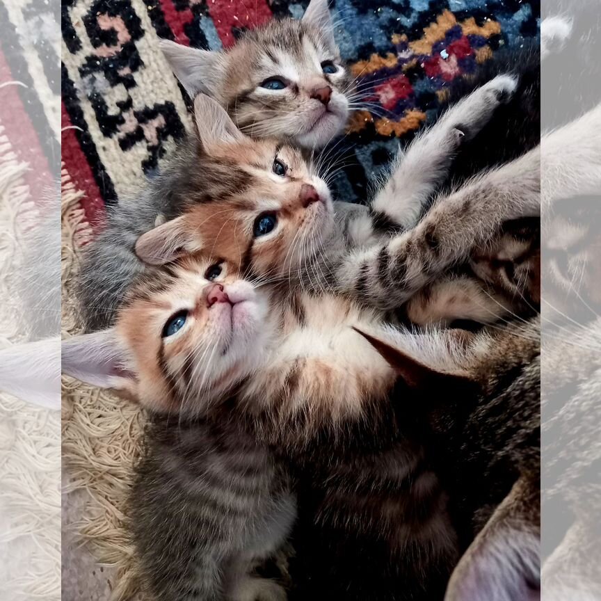 Котята в добрые руки