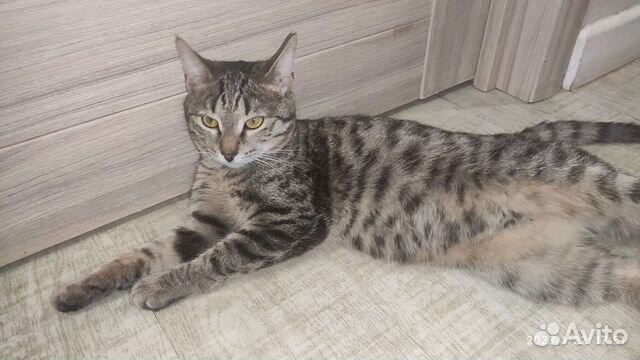 Кастрированный кот в добрые руки, 10 месяцев