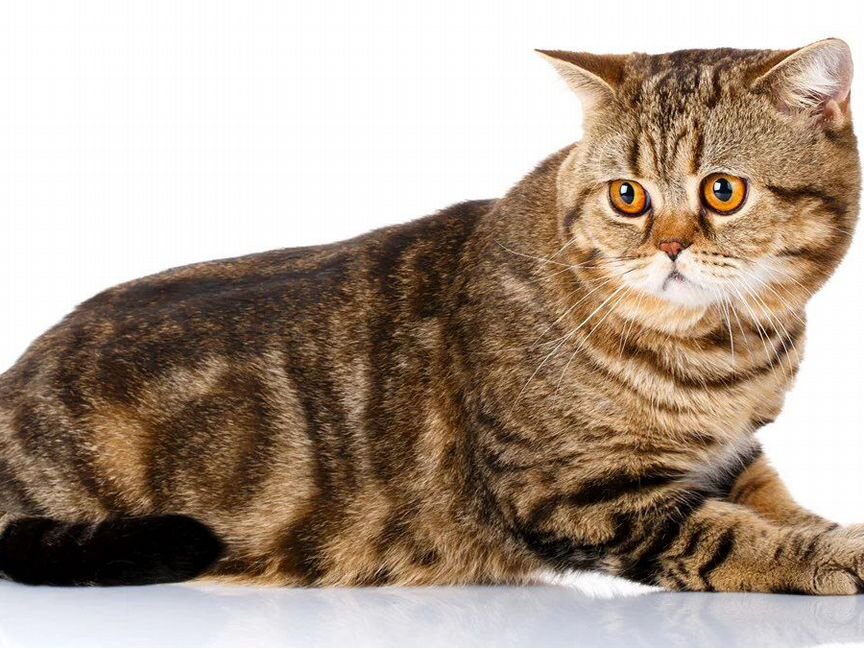 Шотландский кот на вязку