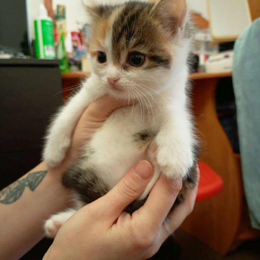 Котосемейство в поисках дома