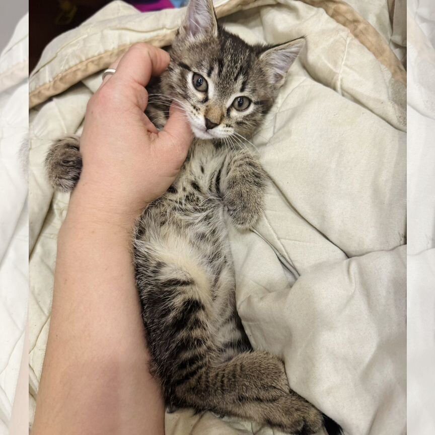 Котёнок в добрые руки