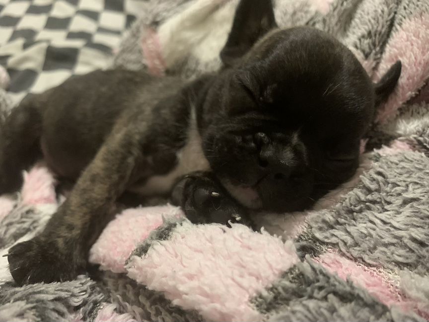 Французский бульдог щенки