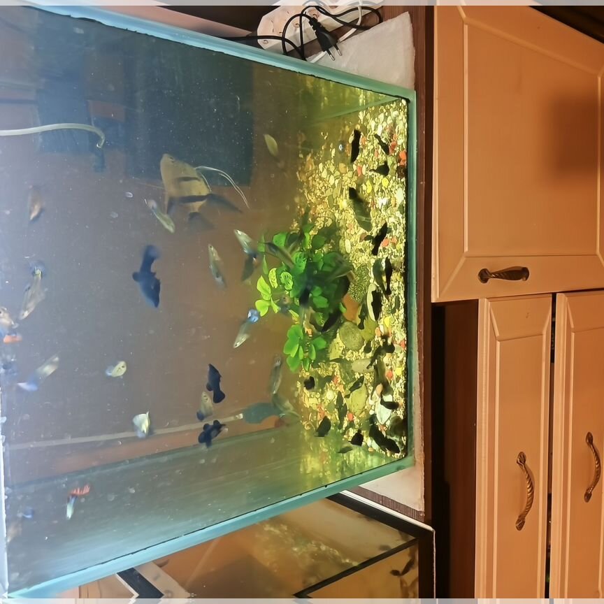 Аквариумные рыбки