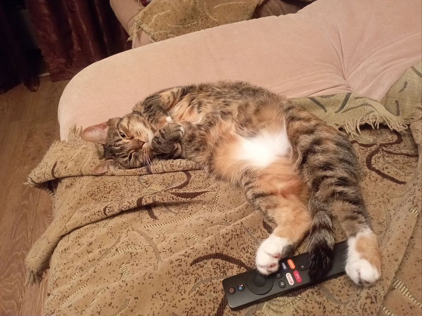 Ласковая кошечка