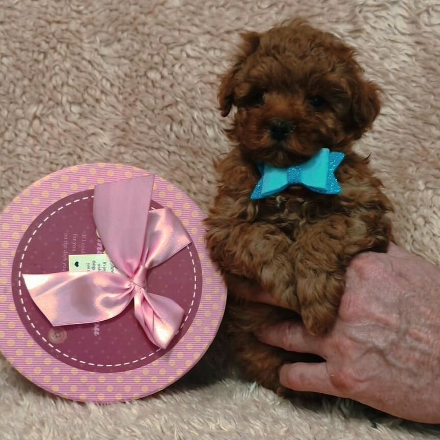 Той-пудель, щенок