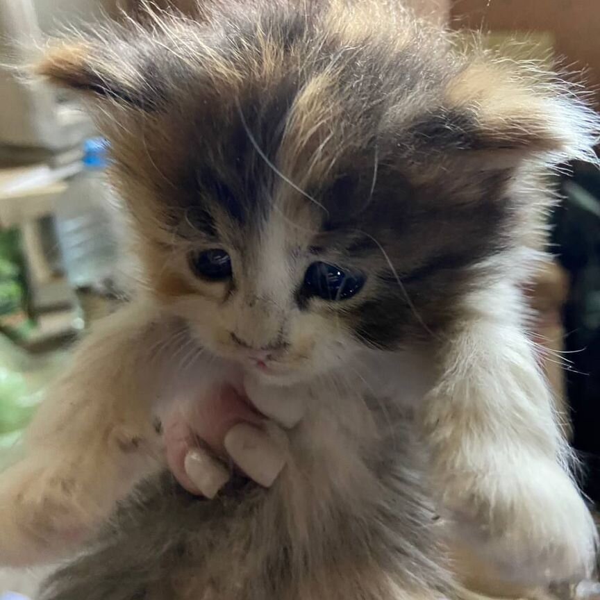 Маленькие котодевочки ищут дом