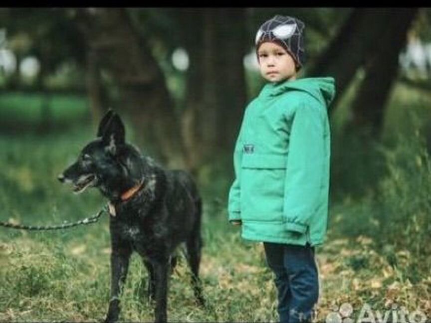 Собака Ночка в семью бесплатно