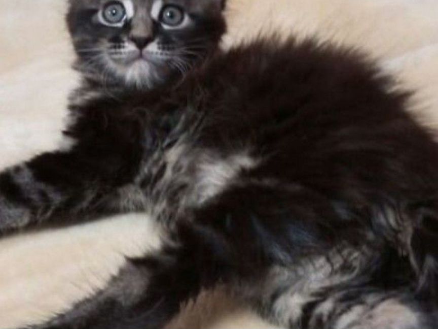 Большие великаны в твою семью