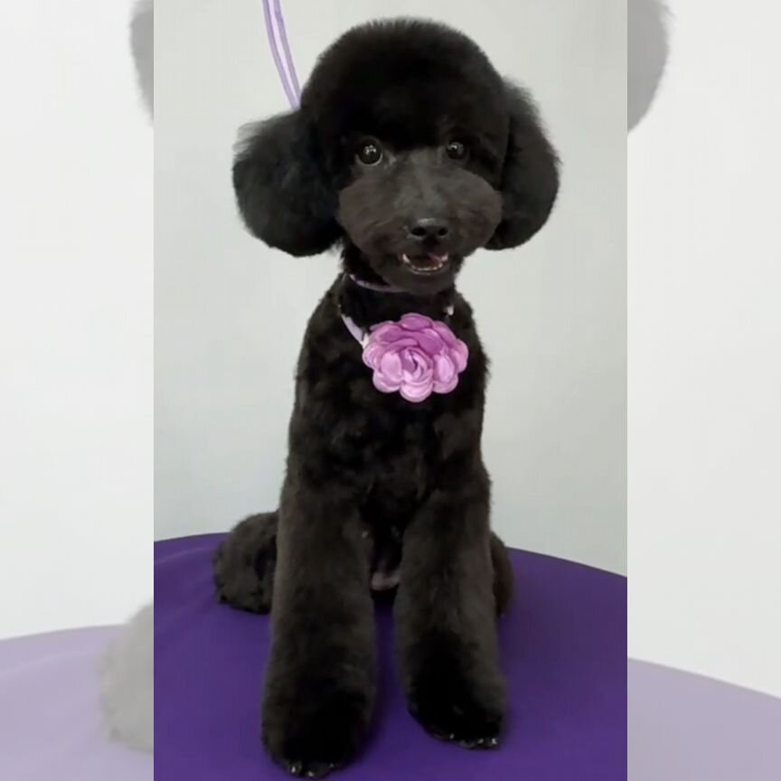 Той-пудель, щенок