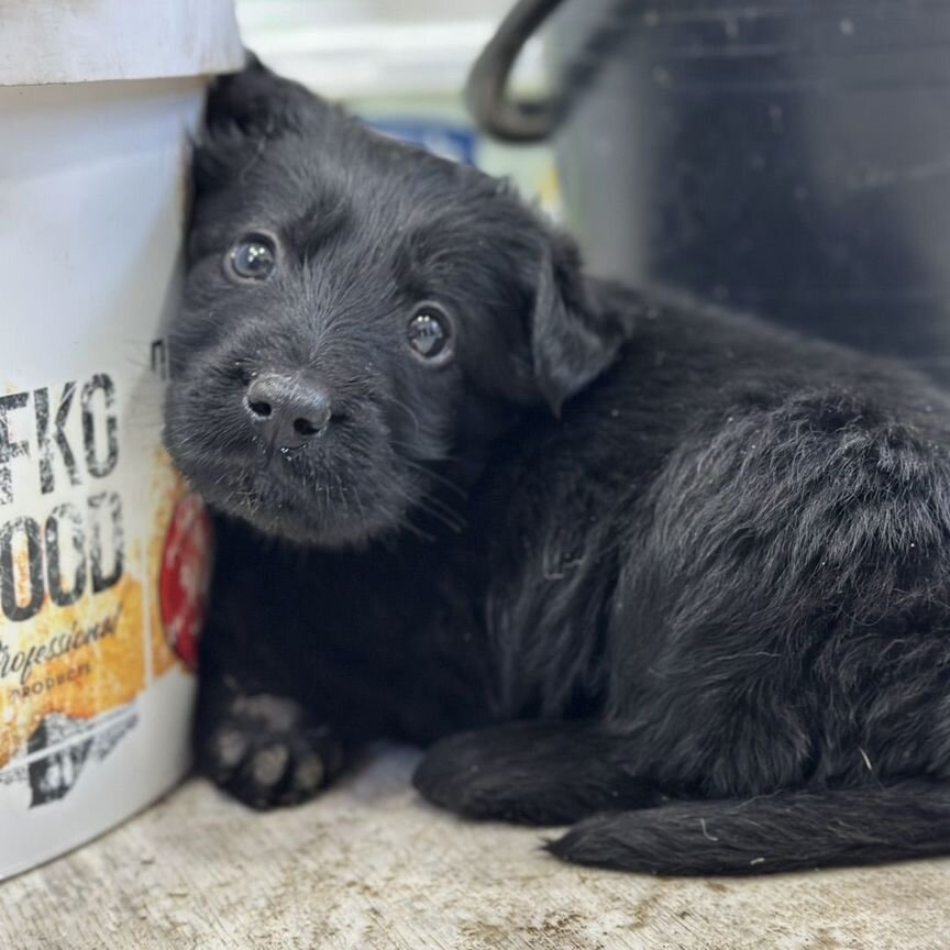 Щенок в добрые руки