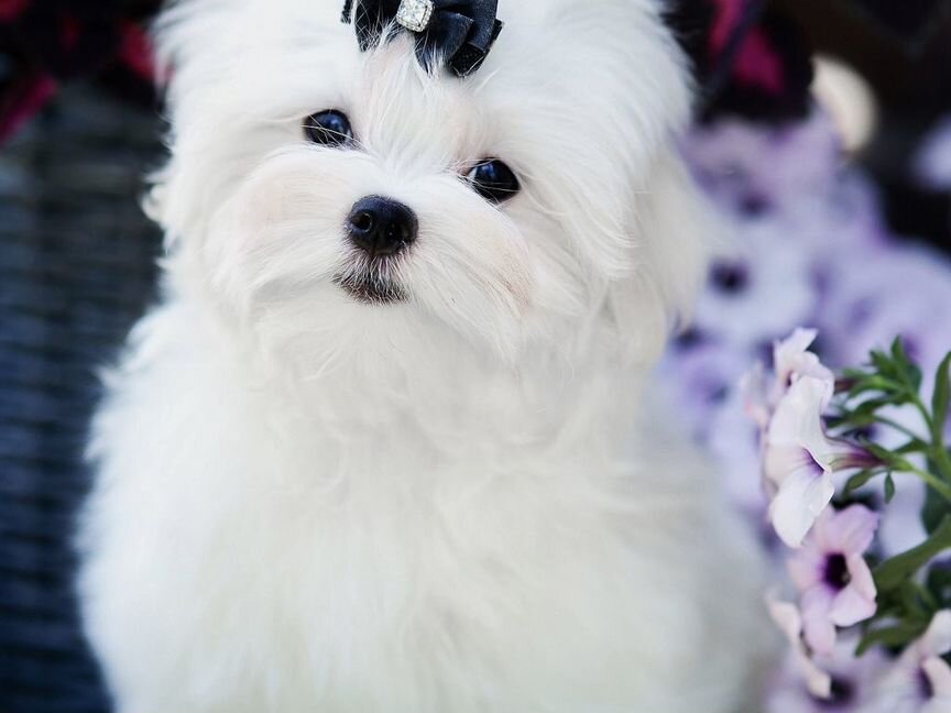 Щенки мальтезе