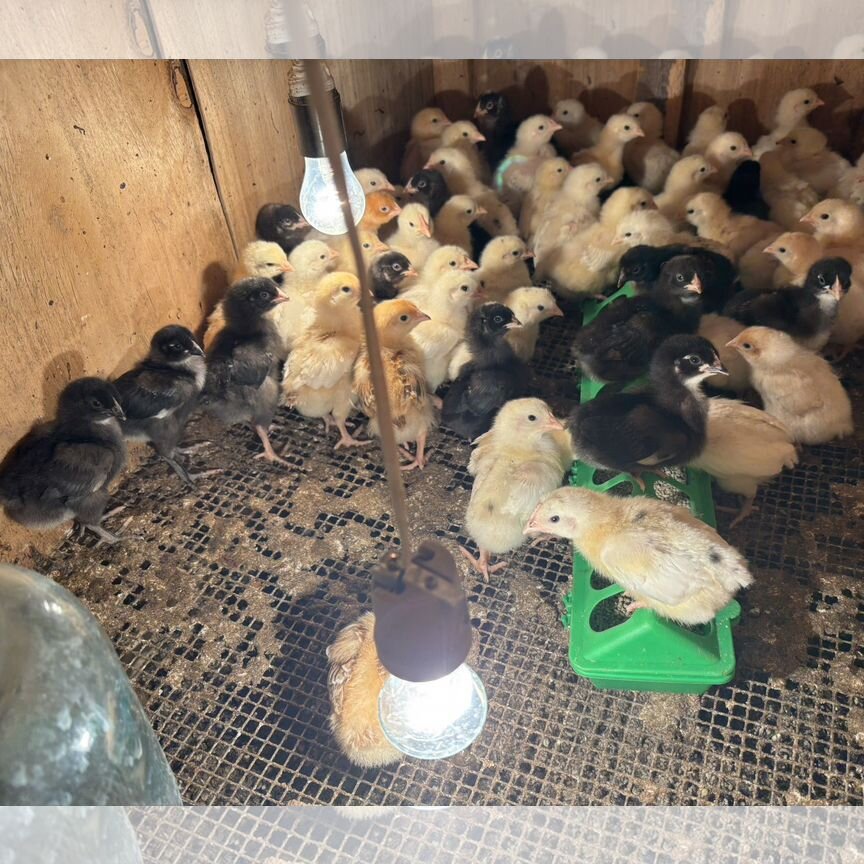 Цыплята несушки