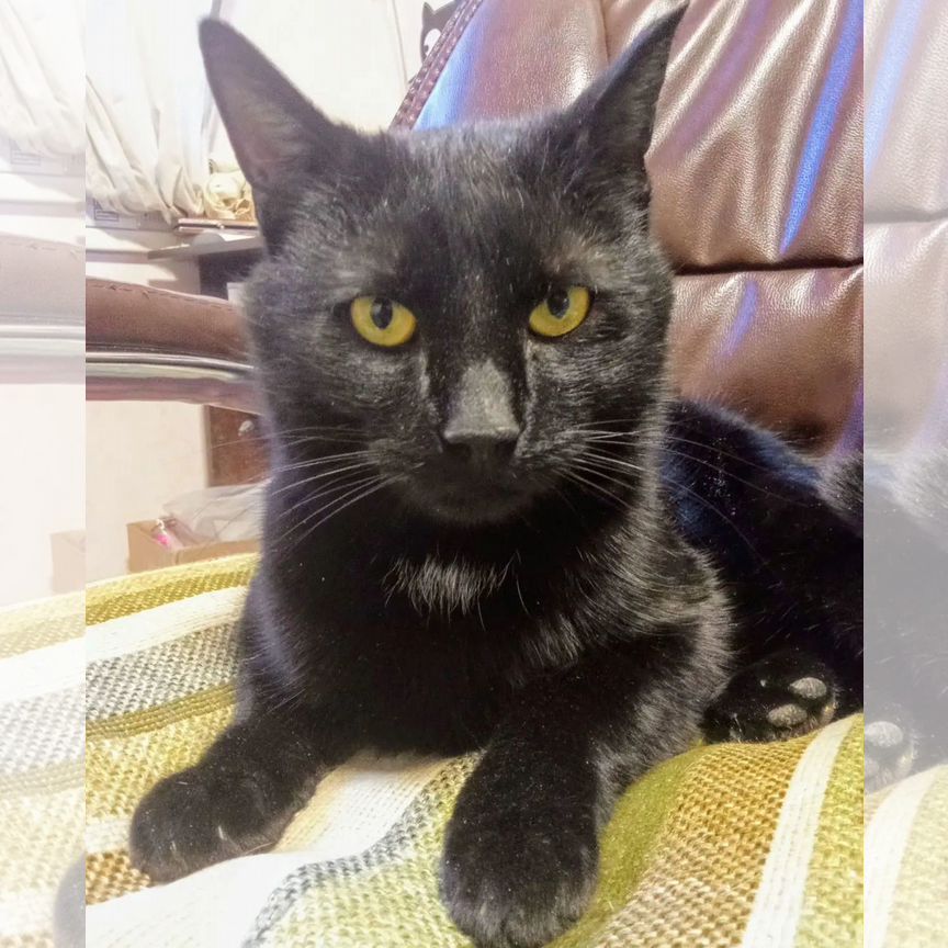 Взрослая кошка из приюта