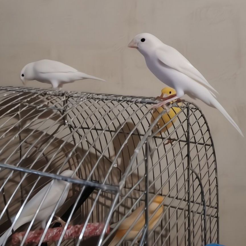 Кенар и канарейка