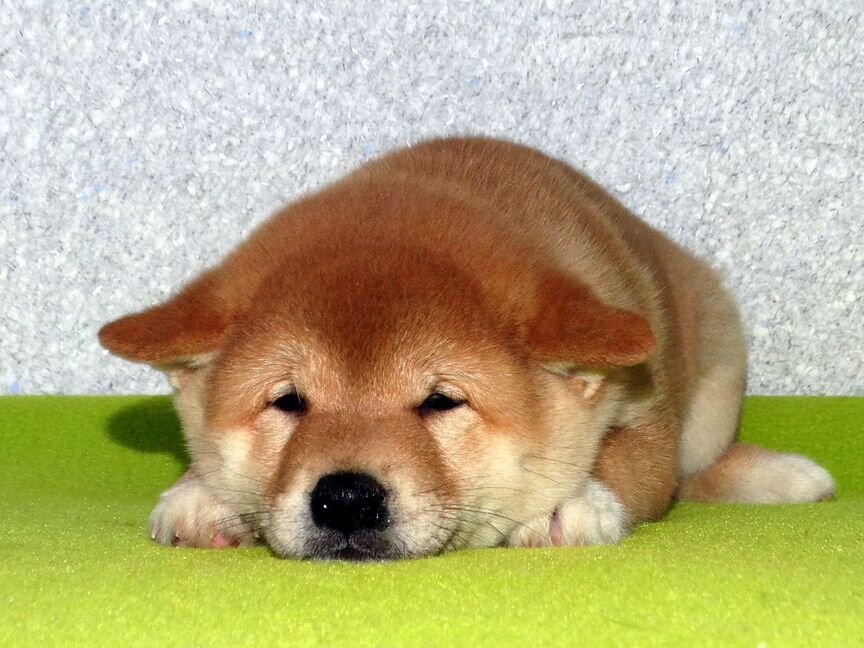 Cиба девочка