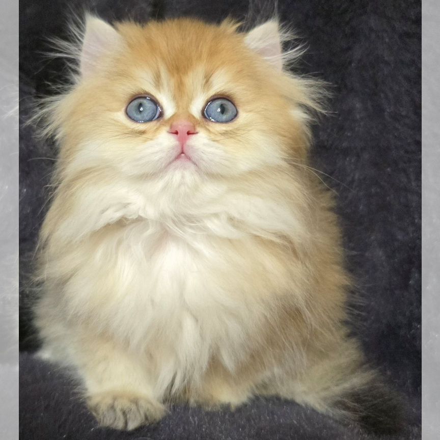 Нереально шикарный котик