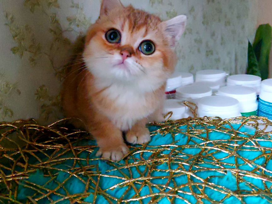 Котенок -Булочка Эни