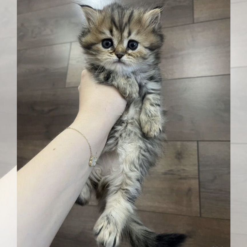 Шотландская