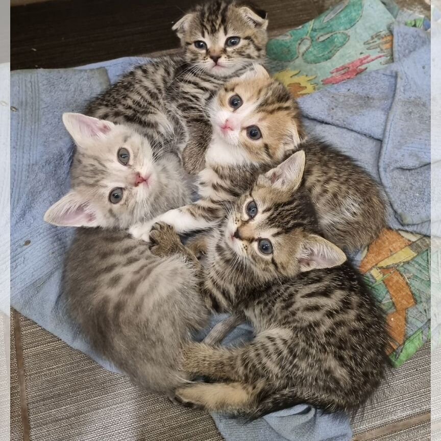 Шотландский вислоухий длинношёрстный котёнок