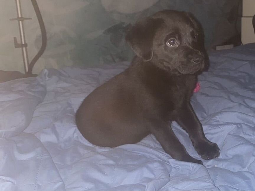 Щенки лабрадора