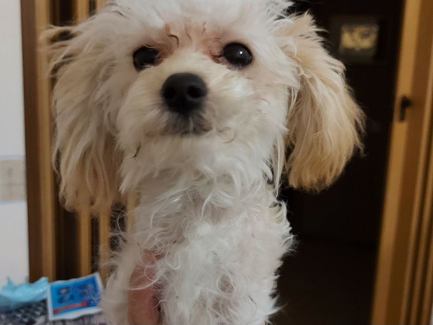 Собака в добрые руки отдам бесплатно