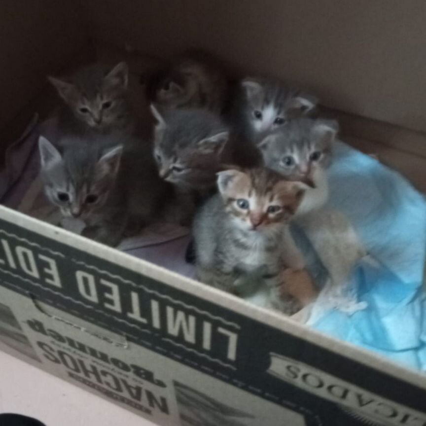 Продам котят в добрые руки