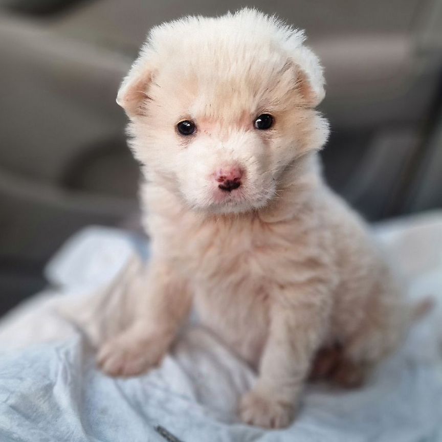 Щенок в добрые руки