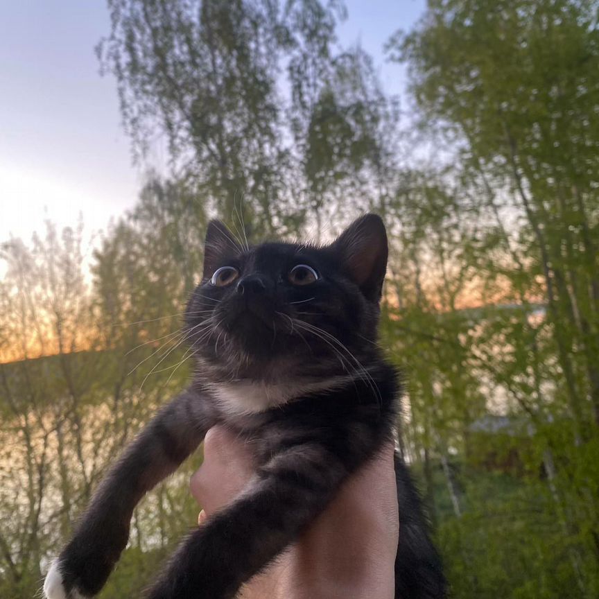 Котёнок