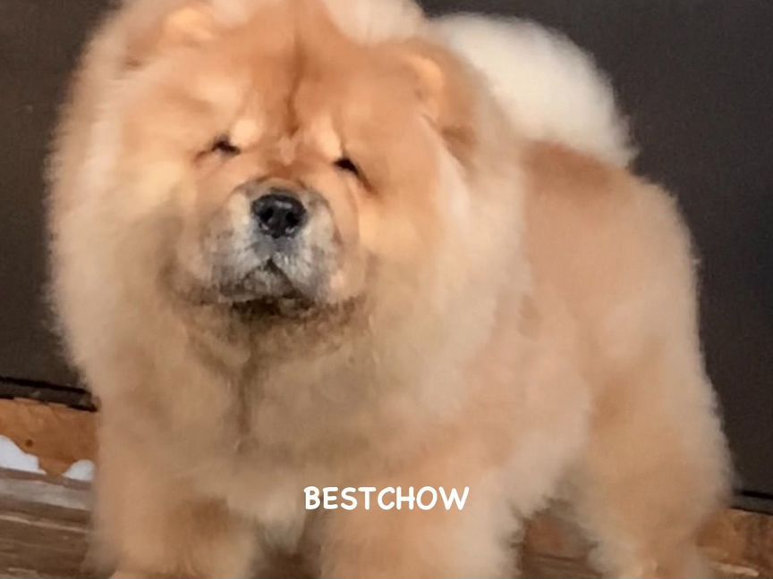 Щенки чау-чау мини мальчик